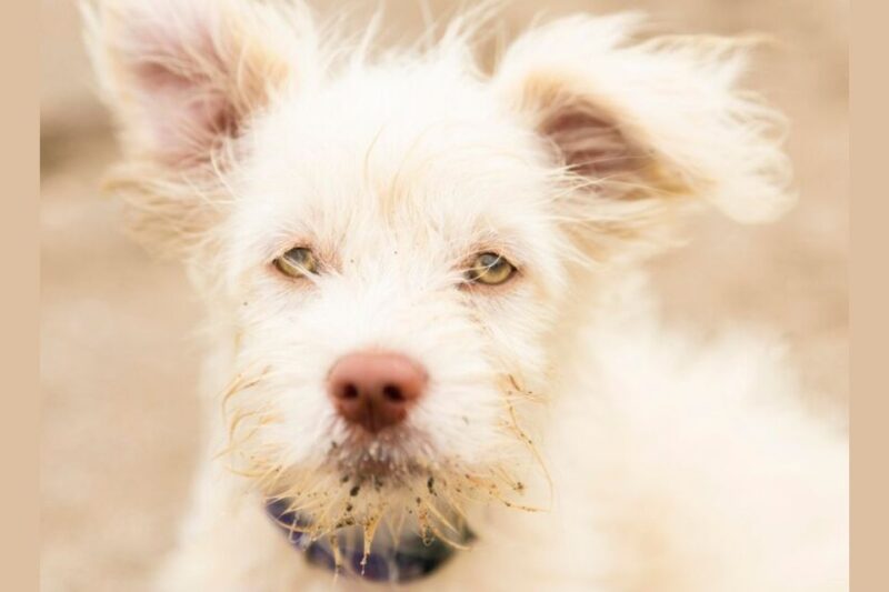 Crusty White Dog: The Viral Meme & How To Care Of Them | Lab on Web