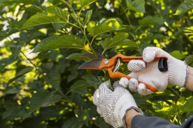 How Weather Patterns Shape Tree Care In New Orleans, LA | Lab on Web